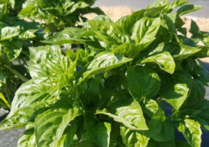 Four New Varieties of Sweet Basil from Rutgers